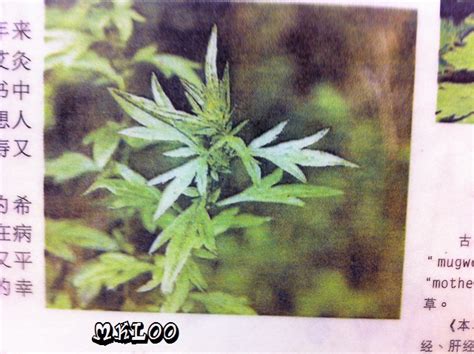 Pn Tays Blog Mugwort Or Motherwort