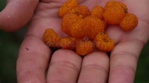 Gathered Fruit Golden Evergreen Raspberry Or Golden Himalayan Raspberry
