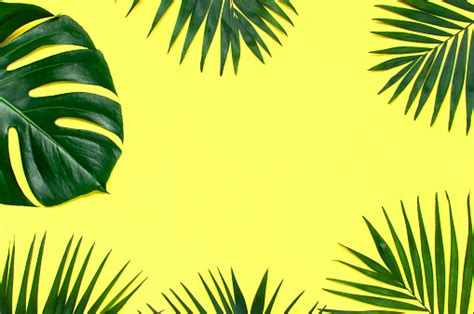 파스텔 노란색 배경에 열대 야자 수 잎과 몬스터 잎의 프레임 평평한 평지 상단 보기 복사 공간 여름 배경 자연 열대 잎과 창조적