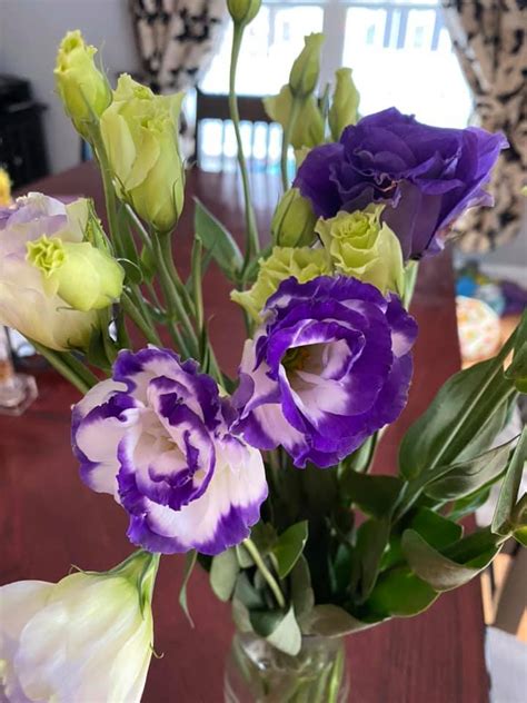 Lisianthus From Trader Joes Michael And Kims Garden