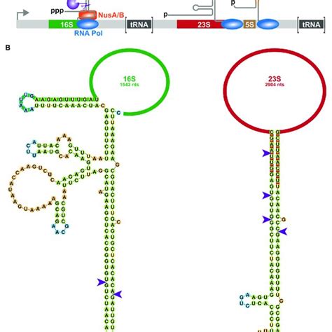 Co Transcriptional Maturation Of Rrnas By Rnase Iii In E Coli A