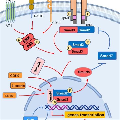 Smad3 Signaling And Crosstalk Pathways In Renal Fibrosis After Binding Download Scientific
