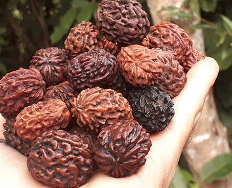 Know The Significance Of Rudraksha Mala In Hindu Religion Know The