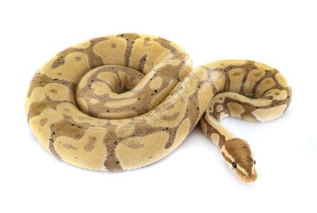 Python背景 Python摄影图片 Python壁纸 摄图网