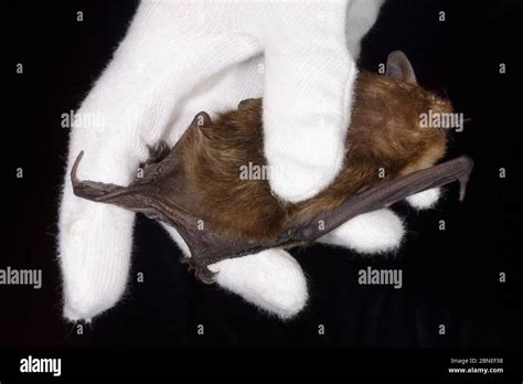 Serotine Bat Eptosicus Serotinus Held To Show Its Tail Extending