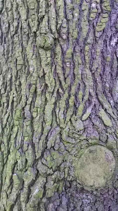 Wallpaper Tree Trunk By Baagron On DeviantArt