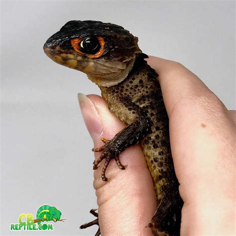Red Eyed Crocodile Skink