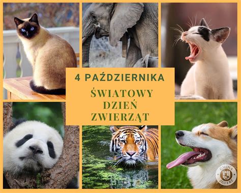 Dla KaŻdego Światowy DzieŃ ZwierzĄt