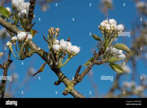 Opening Buds Of White Conference Pear Blossom On An Old Orchard Tree