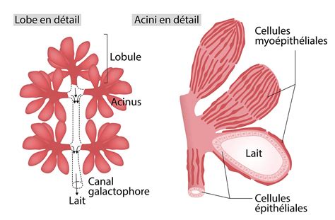 Le Lait Maternel Une Source Dinspiration Pour La Conception De
