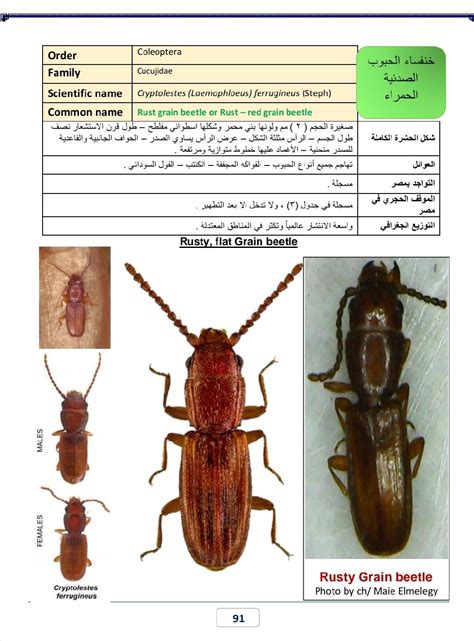 Rusty Flat Grain Beetle