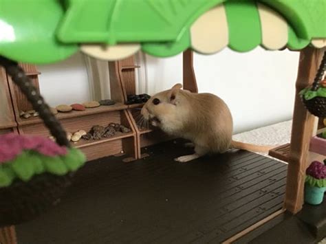 🐭how To Tell Which Gender Your Mouse Is🐭 Rodents Amino Amino