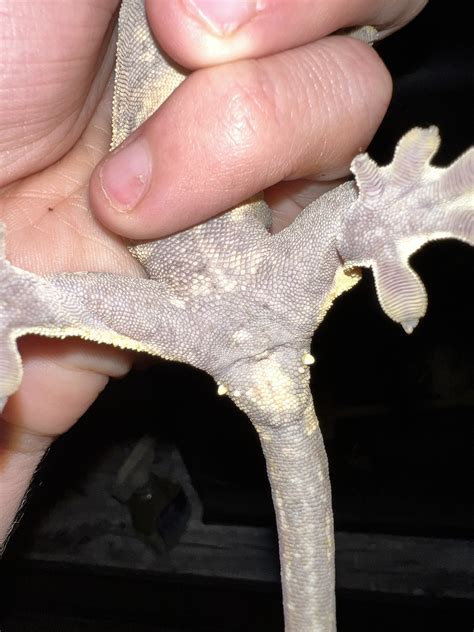 Help Sexing Crested Gecko Reptile Forums