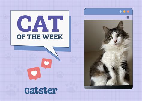 Ear Polyps In Cats Causes Signs And Care Vet Answer Catster