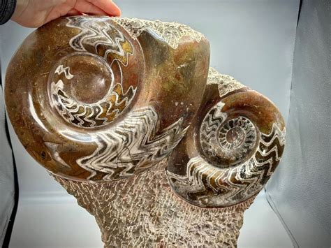Half Meter Elegant Fossil Plate Fossil Matrix Goniatite Ammonites