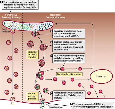 Dense Core Secretory Granule Biogenesis Physiology American