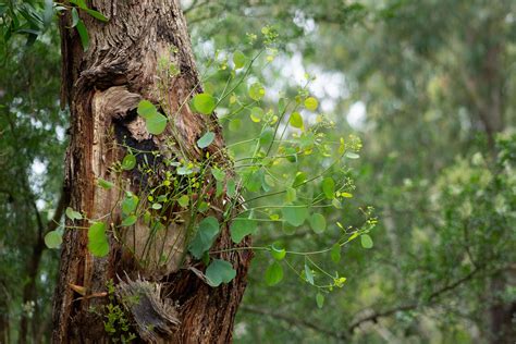 Which Eucalypt Is That Manningham Council