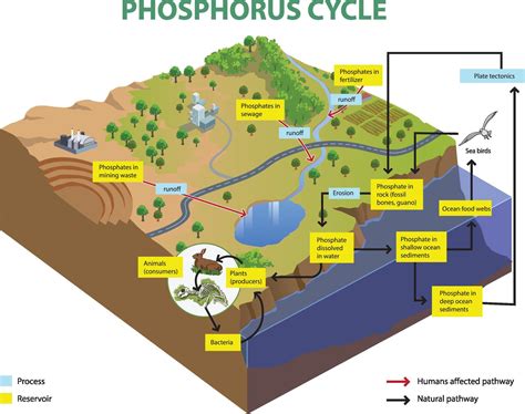 Illustration Of Phosphorus Cycle Diagram 59956263 Vector Art At Vecteezy