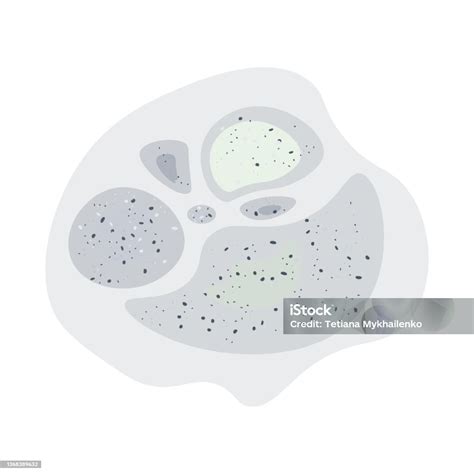 검은 곰팡이 습한 습한 환경에서 곰팡이 또는 곰팡이 얼룩 독성 독성 원소 미생물 썩고 더러운 검은 반점 금형이 있는 영향을 받는 영역입니다 곰팡이를 손상시키는 바이러스 벡터
