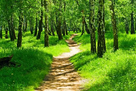 US Recycling Saving The Rainforest Greenpath Business Recycling