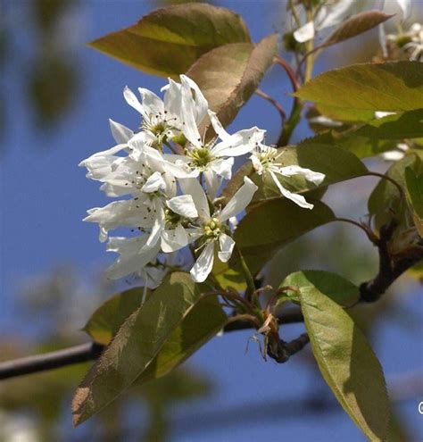 Amelanchier Ballerina