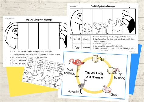 Life Cycle Of A Flamingo Foldable Sequencing Activity Teaching Resources