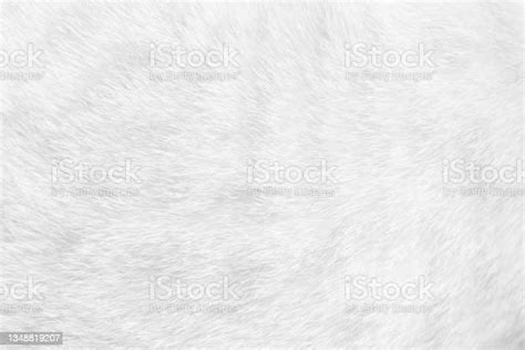 고양이 모피는 배경 텍스처를 닫습니다 흰색 추상 적줄무늬 흑백에 대한 스톡 사진 및 기타 이미지 흑백 모피 배경 주제