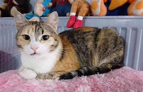 Trixa Ein Herz Für Streuner