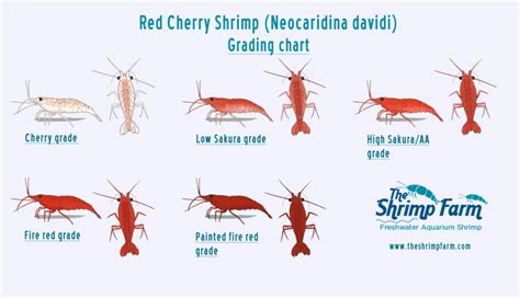 Grading Cherry Shrimp Cherry Shrimp Red Cherry Shrimp Shrimp