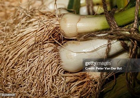 Thick String Photos And Premium High Res Pictures Getty Images