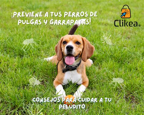 Cómo Prevenir A Tu Perro De Pulgas Y Garrapatas Mantén A Tu Mascota L