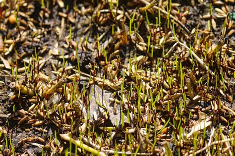 신선한 녹색 잔디의 전체 프레임 이미지는 겨울의 끝에 유지 보수 후 심종 씨앗에서 촬영 젊어지게 녹색 잔디 잔디 전경에 초점을 맞추고 0명에 대한 스톡 사진 및 기타 이미지