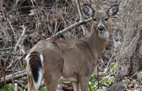 White Tail Deer Nature Free Photo On Pixabay
