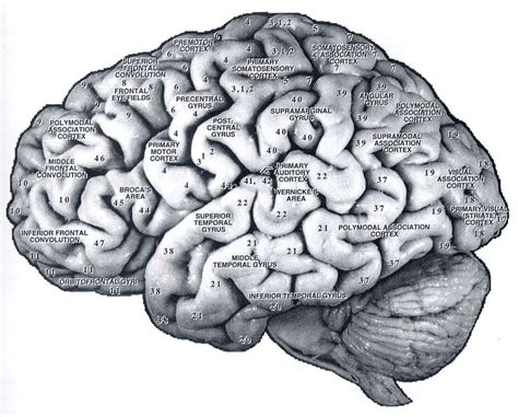 cerebral cortex diagram diagram quizlet