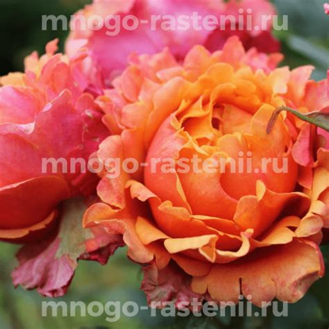 Саженцы Роза Изи Даз Ит (Rosa Easy Does It) купить по цене 660 руб. в ...