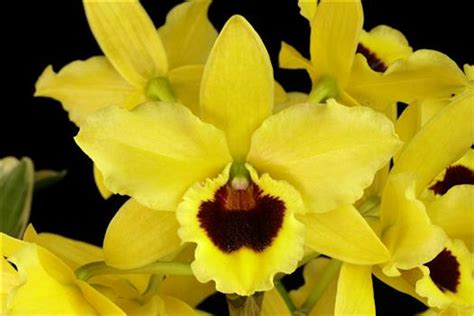 Dendrobium