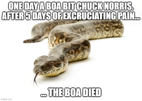 120 Most Upvoted Chuck Norris Jokes All Time Leaderboard