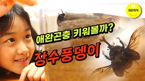 장수풍뎅이 한살이 애완곤충 키우기 사육세트 꾸미기 와이키키 남매의 스터디 스토리 YouTube
