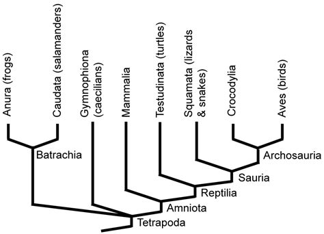 Geol 331 Principles Of Paleontology