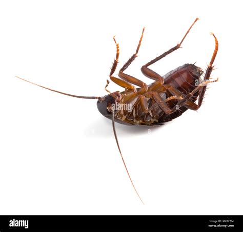 Eastern Cockroach On The Back Isolated On A White Background Stock