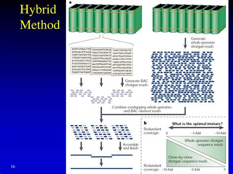 Ppt Genome Sequencing And Assembly High Throughput Sequencing