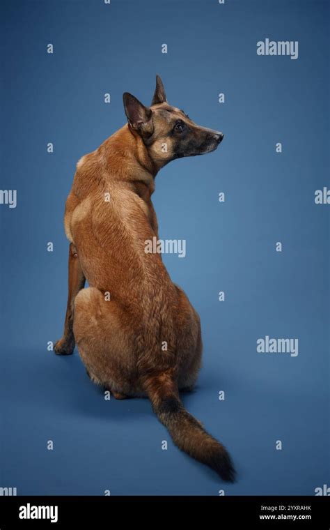 A Side Profile Of A Seated Belgian Malinois With Its Tan Coat And