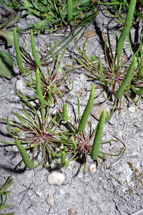 Myosurus Minimus Burgenland Flora