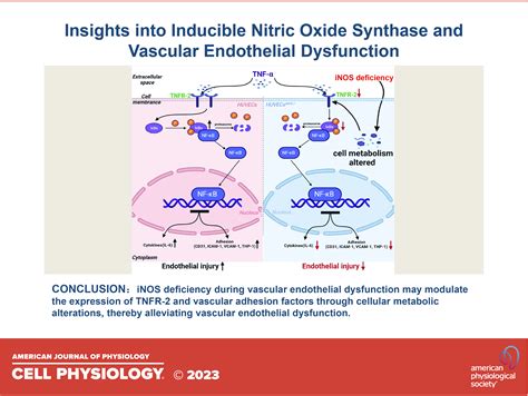 Inducible nitric oxide synthase activity mediates TNF α induced