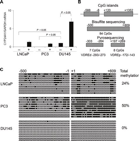 Cyp24a1 Expression And Promoter Dna Methylation Download Scientific