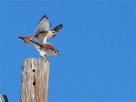 American Kestrel Breeding Season Courtship Display And Mating Avian