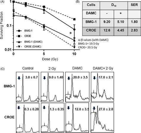 Radiosensitization Of Calreticulin‐overexpressing Human Glioma Cell Line By The Polyphenolic