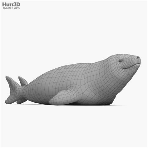 Leopard Seal 3d Model Download Marine Mammal On