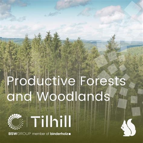 Conifer Vs Broadleaf Tilhill Forestry