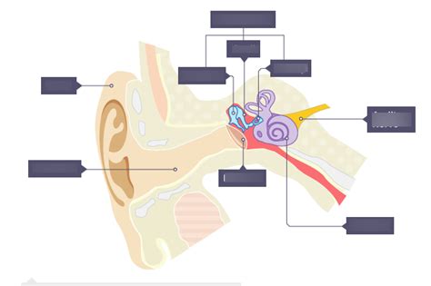 Ears Diagram Quizlet